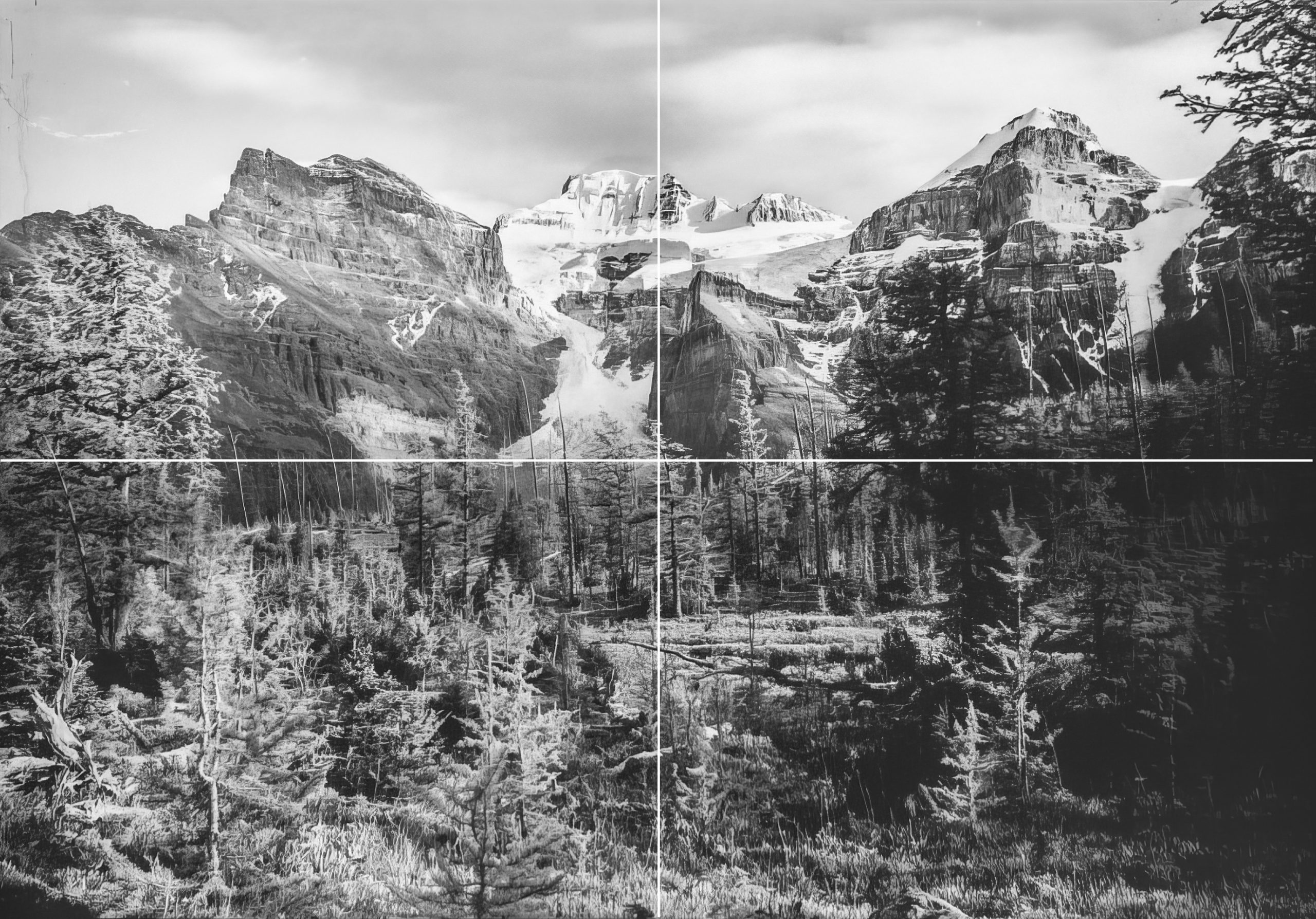 Citizen Science on Top | Mountain Legacy Project